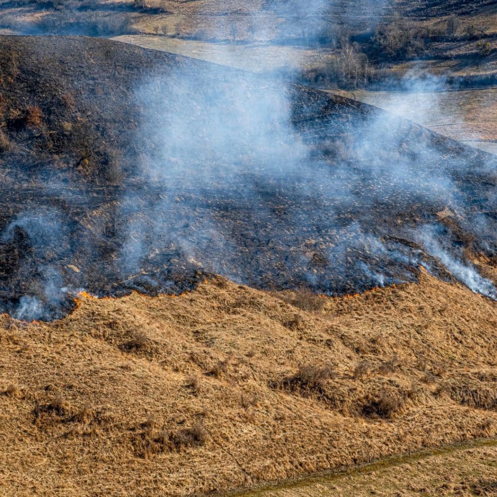Why Burn Grass? The Benefits of Burning Grass - GFL Outdoors