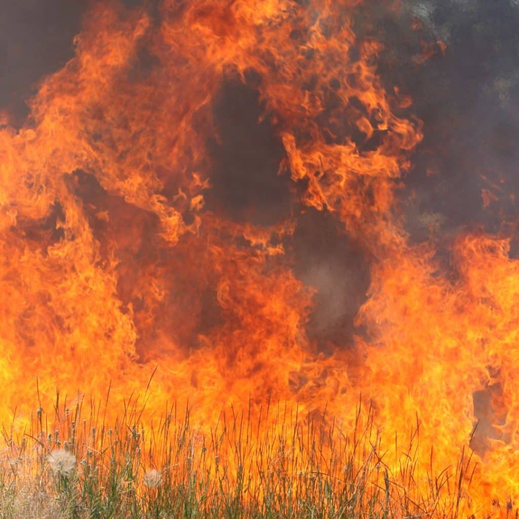 Why Burn Grass? The Benefits of Burning Grass - GFL Outdoors