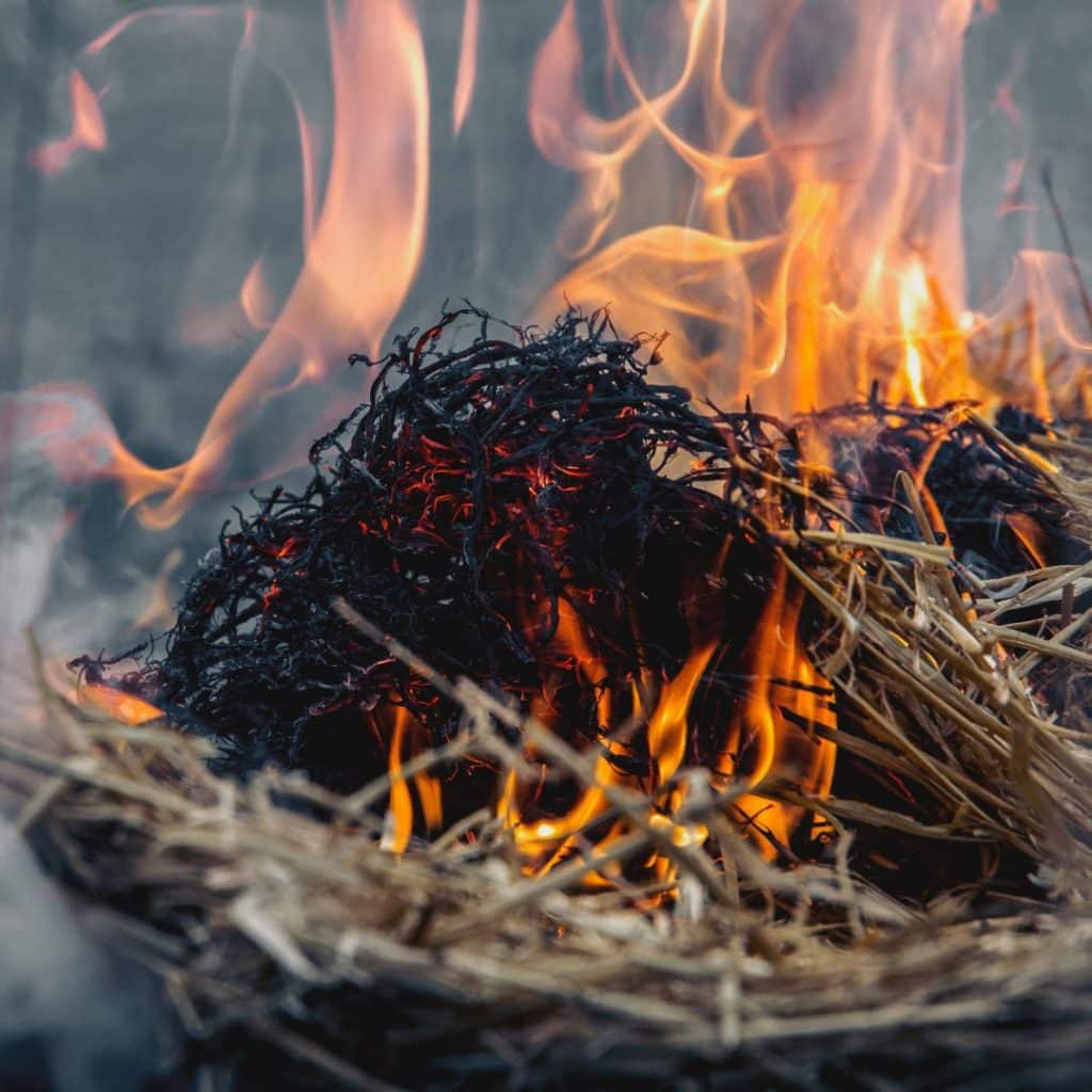 Why Burn Grass? The Benefits of Burning Grass - GFL Outdoors