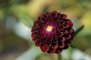 Red and Black Flowers: 7 Stunning Varieties - GFL Outdoors