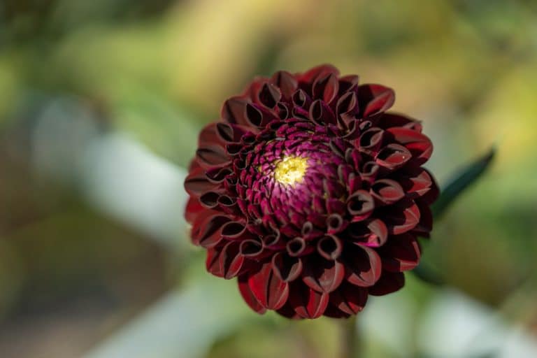 Red and Black Flowers: 7 Stunning Varieties - GFL Outdoors