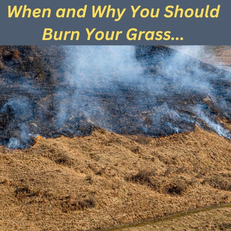 Why Burn Grass? The Benefits of Burning Grass – GFL Outdoors