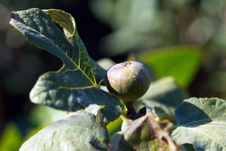Fig Trees in Arizona: Varieties That Grow Well in AZ
