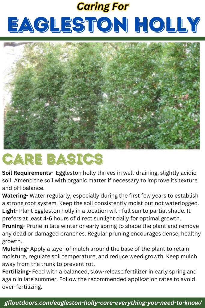 Eagleston Holly Care: Everything You Need to Know