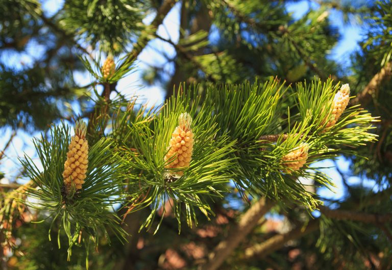 Minnesota Pine Trees: 3 Common Varieties - GFL Outdoors