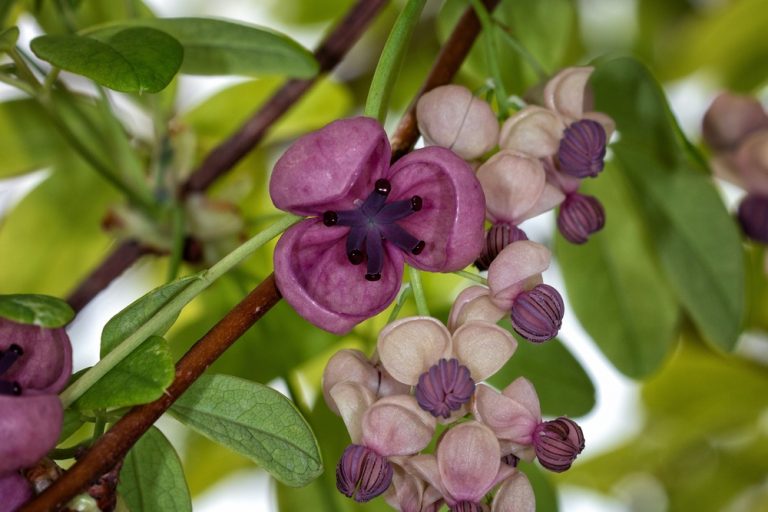 Plants With 5 Leaves per Stem: 7 Varieties - GFL Outdoors