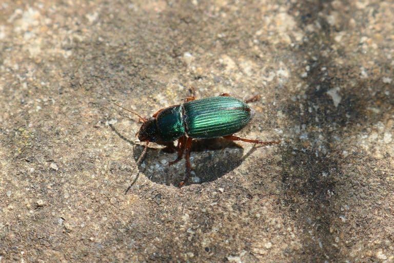 Beetles That Look Like Roaches: 6 Look a Like Insect Pests