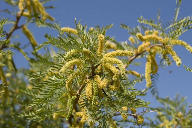 Mesquite Trees Arizona: Which Varieties to Grow? - GFL Outdoors