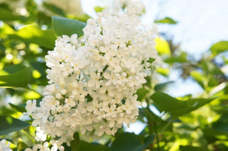 Ivory Silk Lilac Tree Pros and Cons – GFL Outdoors