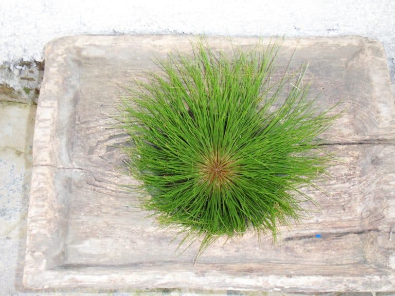 Plants That Look Like Hair: 5 Outrageous Varieties - GFL Outdoors