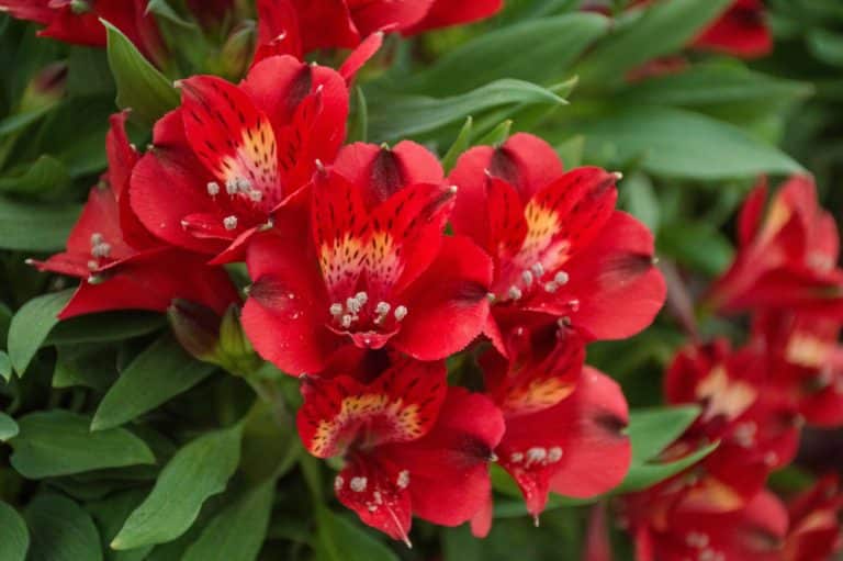 Red and Black Flowers: 7 Stunning Varieties – GFL Outdoors