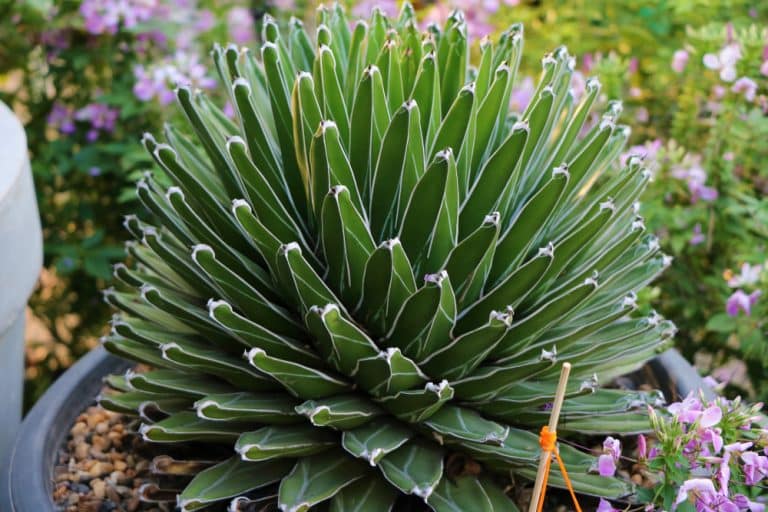 Plants With Spiky Leaves: 11 Varieties - GFL Outdoors