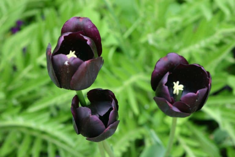Red and Black Flowers: 7 Stunning Varieties – GFL Outdoors