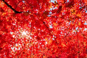 Red Sunset Maple Tree Pros and Cons - GFL Outdoors