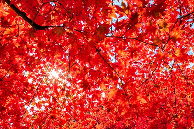 Red Sunset Maple Tree Pros and Cons - GFL Outdoors