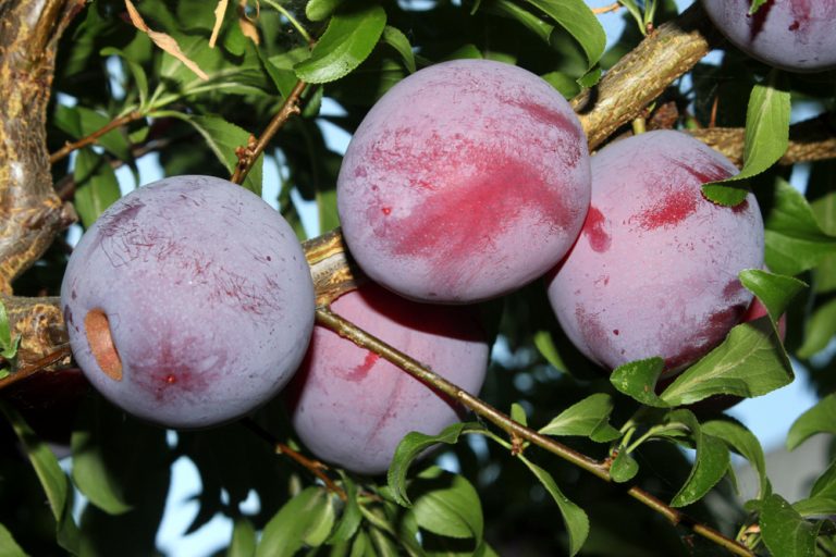 Do Plum Trees Produce Fruit Every Year? - GFL Outdoors