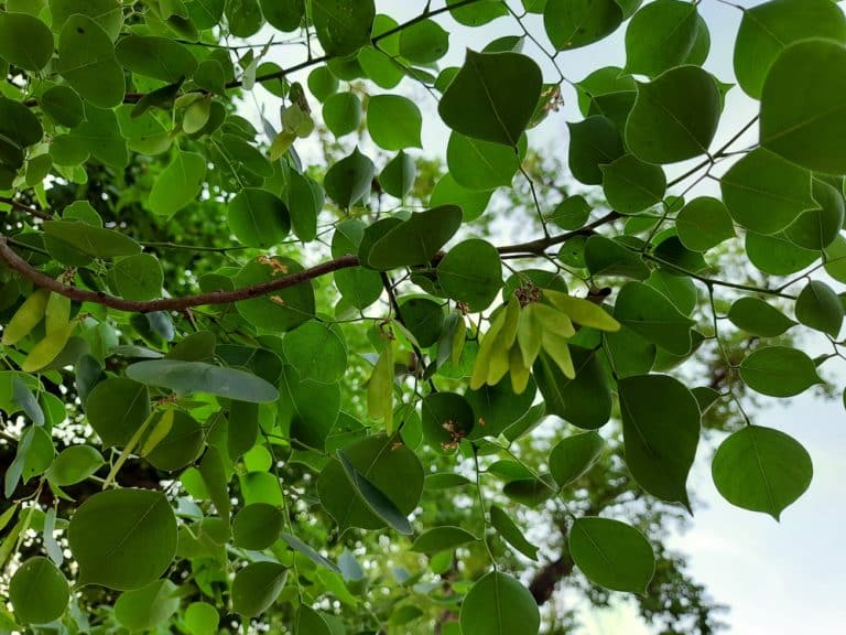 Sissoo Tree Arizona: Reasons to Grow the Tree in Your Yard