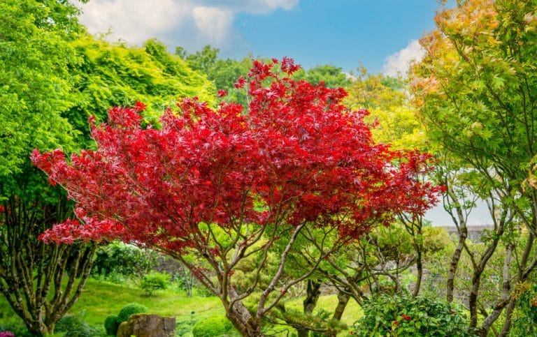 Sun Valley Maple Trees Pros and Cons - GFL Outdoors