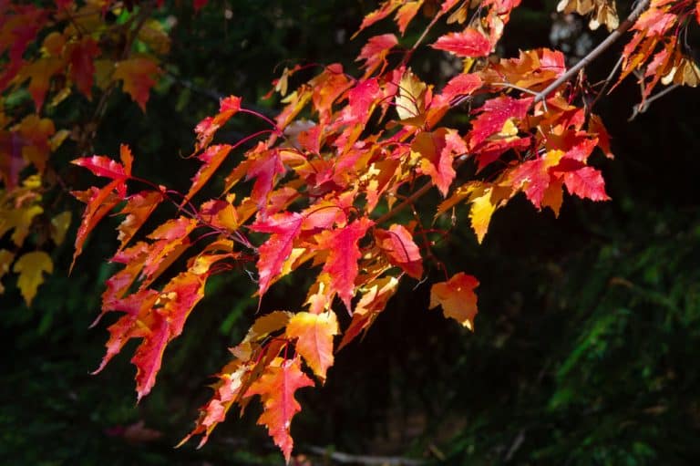 Sun Valley Maple Trees Pros and Cons - GFL Outdoors