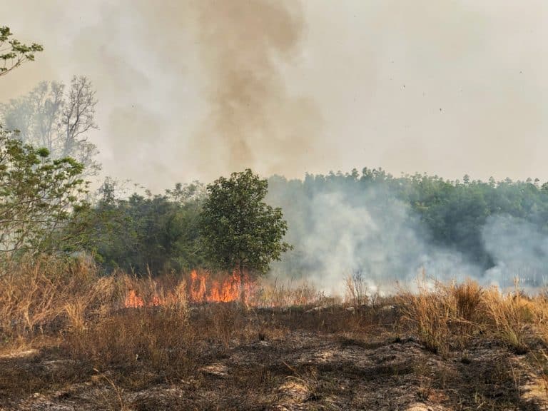 Why Burn Grass? The Benefits of Burning Grass - GFL Outdoors