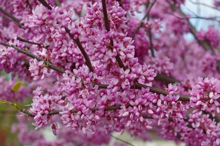 Flowering Trees in NJ: 7 Beautiful Varieties – GFL Outdoors