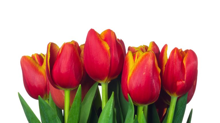 Red Flowers With Yellow Center: 9 Stunning Varieties