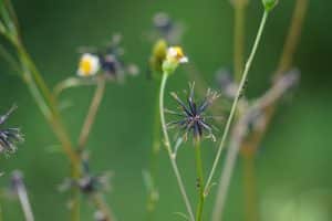 Thorny Weeds: 13 Common Varieties - GFL Outdoors