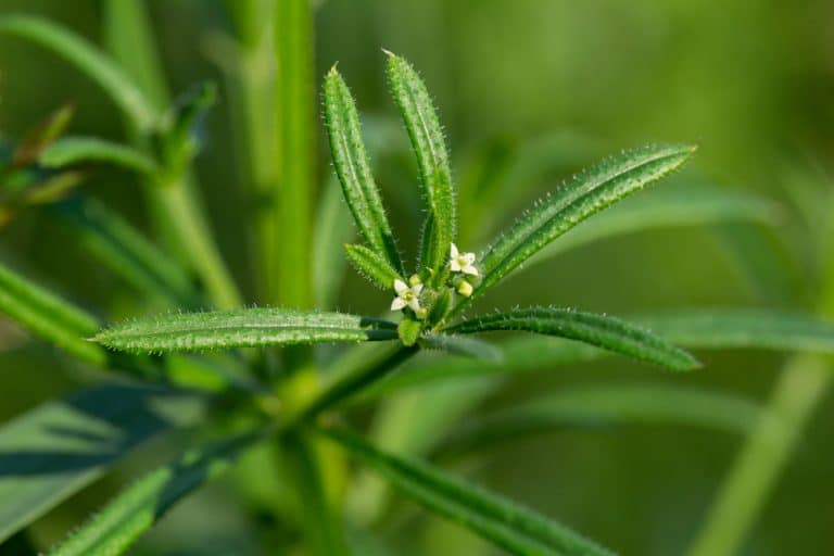 Thorny Weeds: 13 Common Varieties - GFL Outdoors