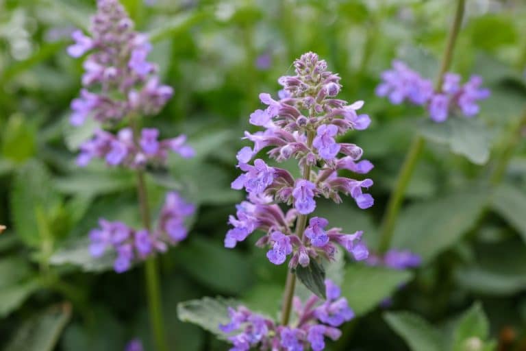 Catmint Planting Guide: When and How to Grow a Healthy Catnip Plant ...