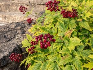 Berry Trees in Texas: 6 Varieties - GFL Outdoors