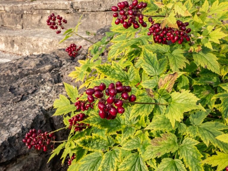 Berry Trees in Texas: 6 Varieties - GFL Outdoors