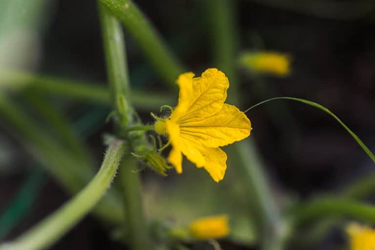 Cucumber Plant Only Producing Male Flowers – GFL Outdoors