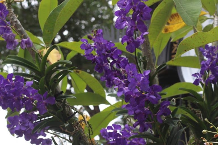 Brasso Epidendrum Green Dragon Care: Everything You Need to Know – GFL ...