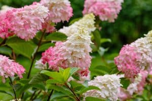 Fairytale Bride Hydrangea: Growth and Care Guide – GFL Outdoors