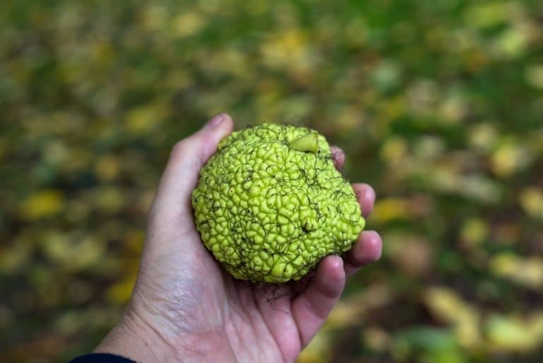 Is a Hedge Apple Edible? Everything You Need to Know – GFL Outdoors
