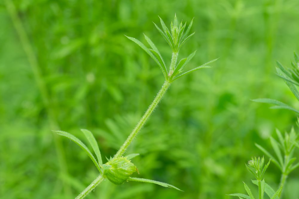 How To Get Rid of Hitchhiker Weeds - GFL Outdoors How To Get Rid of Hitchhiker Weeds - GFL Outdoors