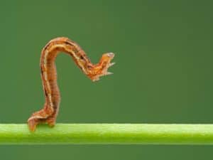 What Do Inchworms Turn Into? A Guide to Caterpillars and Moths