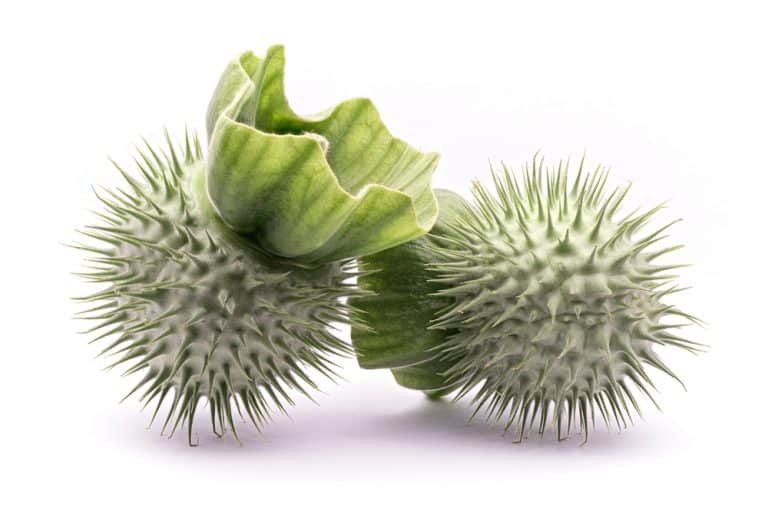 Thorny Weeds: 13 Common Varieties - GFL Outdoors