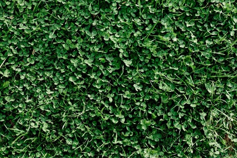 Microclover Lawn: Everything You Need to Know - GFL Outdoors