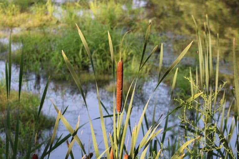 Plants That Look Like a Corn Dog: A Guide to Cattail Varieties