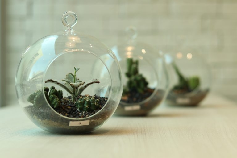 Plants in a Glass Container: Growing Tips - GFL Outdoors