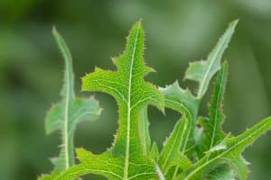 Thorny Weeds: 13 Common Varieties - GFL Outdoors