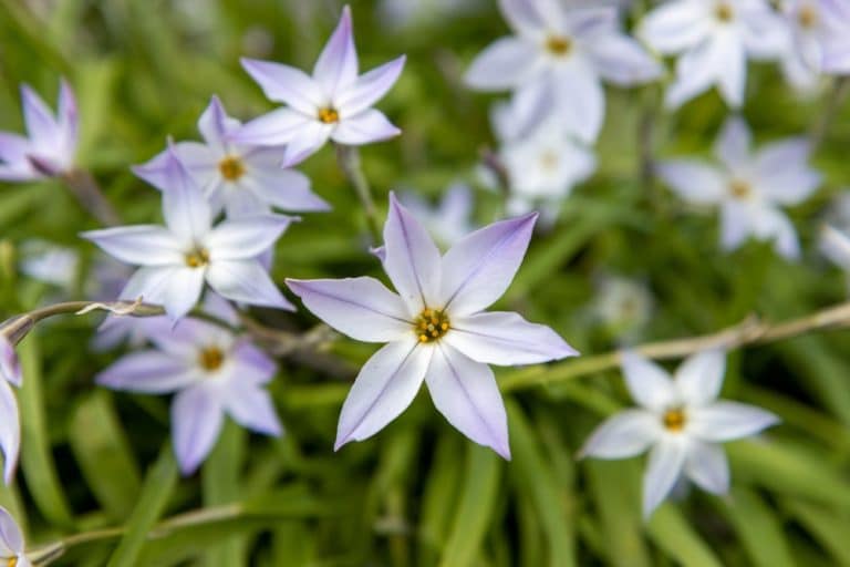 Star Shaped Flowers: 8 Beautiful Varieties - GFL Outdoors