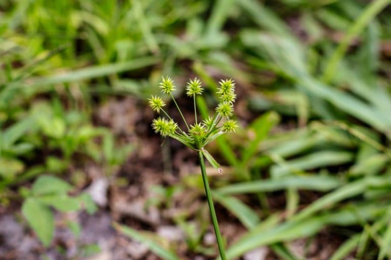 Will Vinegar Kill Spurweed? How to Remove the Weed