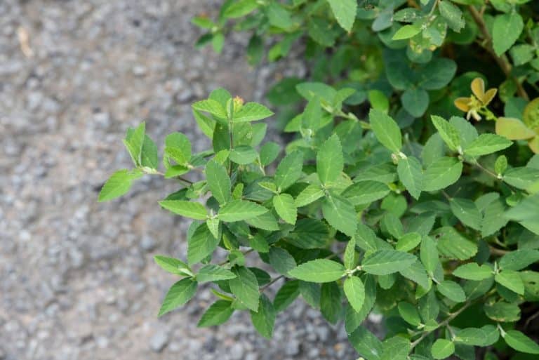 Thorny Weeds: 13 Common Varieties - GFL Outdoors