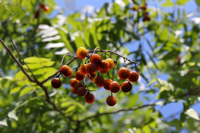Berry Trees in Texas: 6 Varieties - GFL Outdoors
