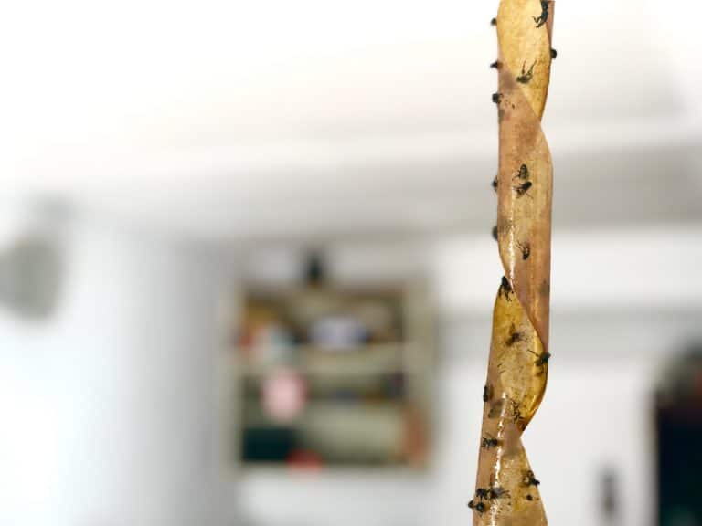 How to Get Rid of Maggots: Quick and Effective Solutions for Outdoor ...