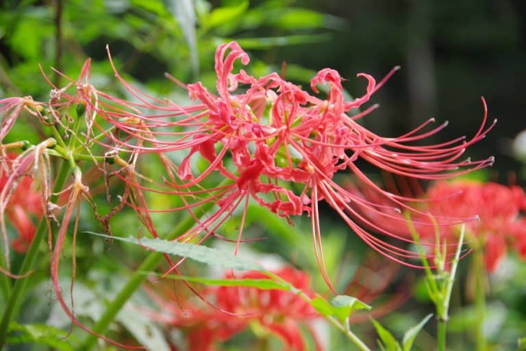 Meaning of Spider Lily: The Symbolism of Spider Lilies