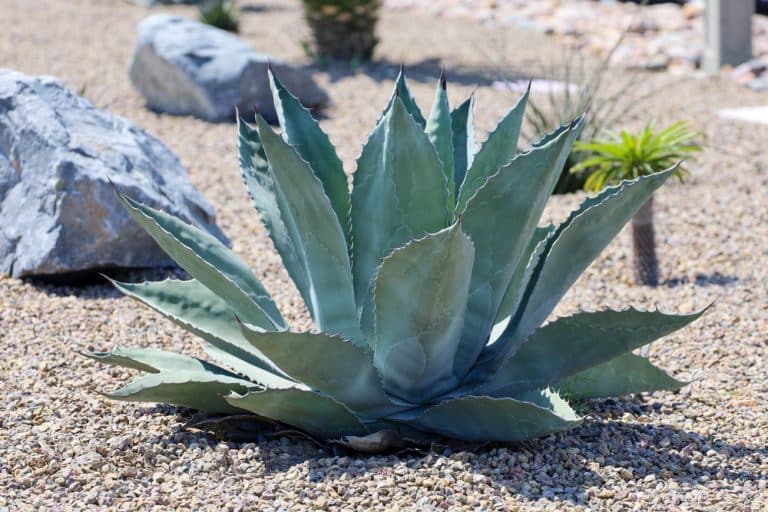 Agave Blue Flame: Everything You Need to Know - GFL Outdoors
