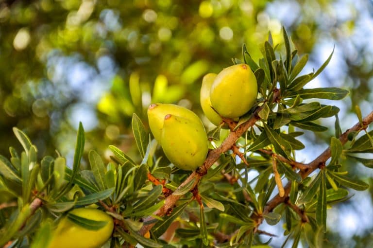 Trees with yellow berries: Common Varieties and Identification Guide